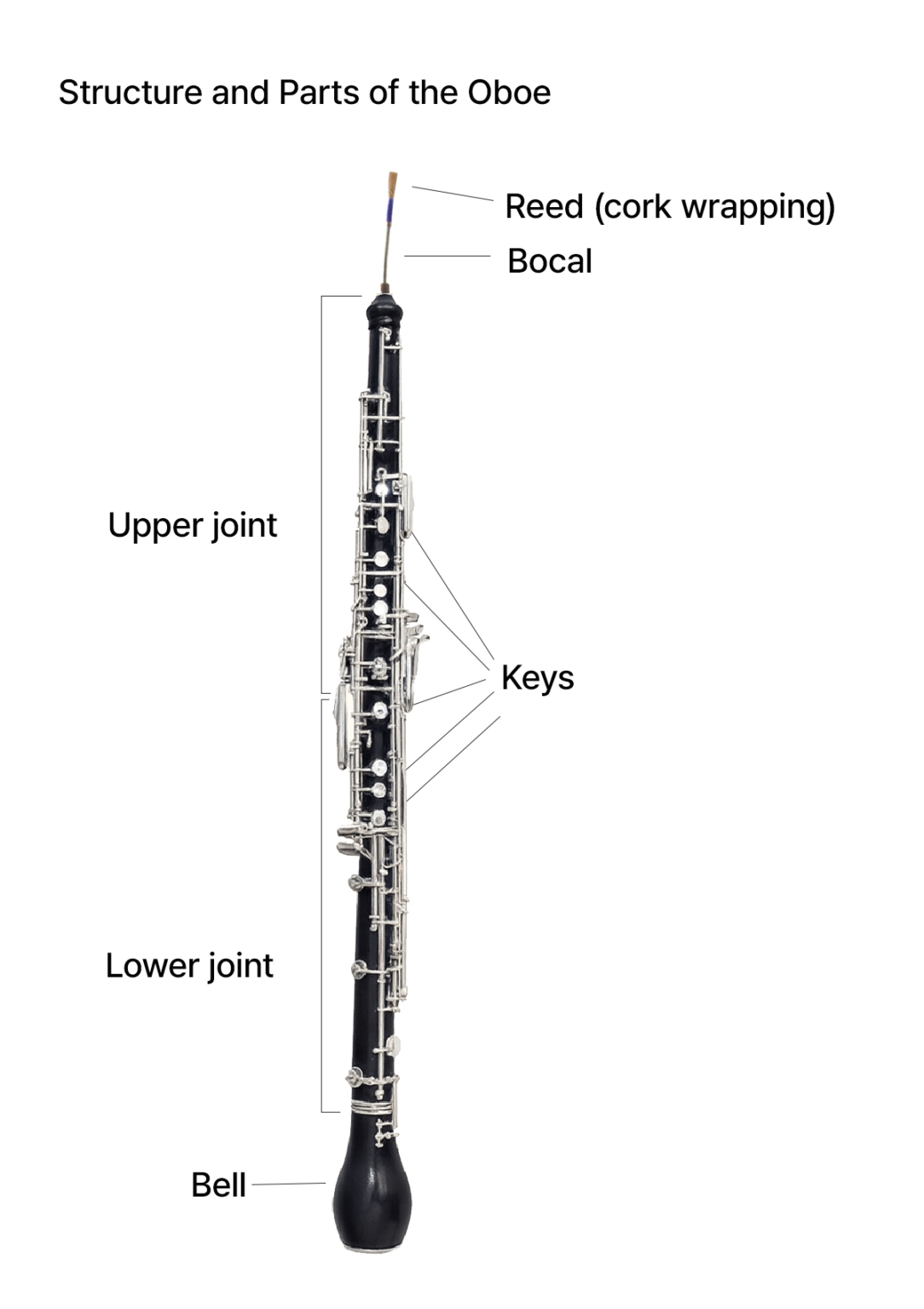 Oboe vs English Horn | Understanding Their Voices and Roles in the ...
