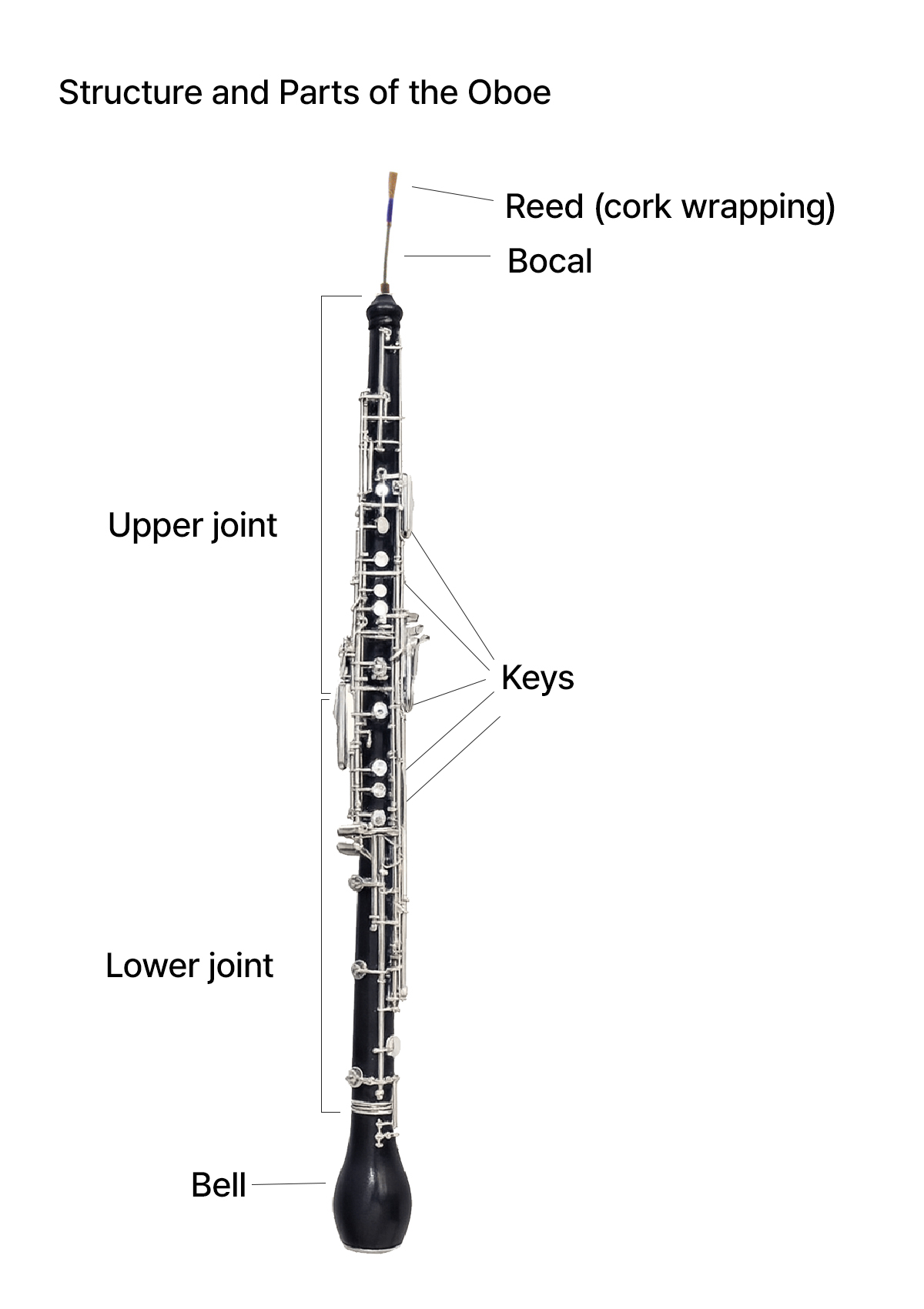 Oboe vs English Horn | Understanding Their Voices and Roles in the ...